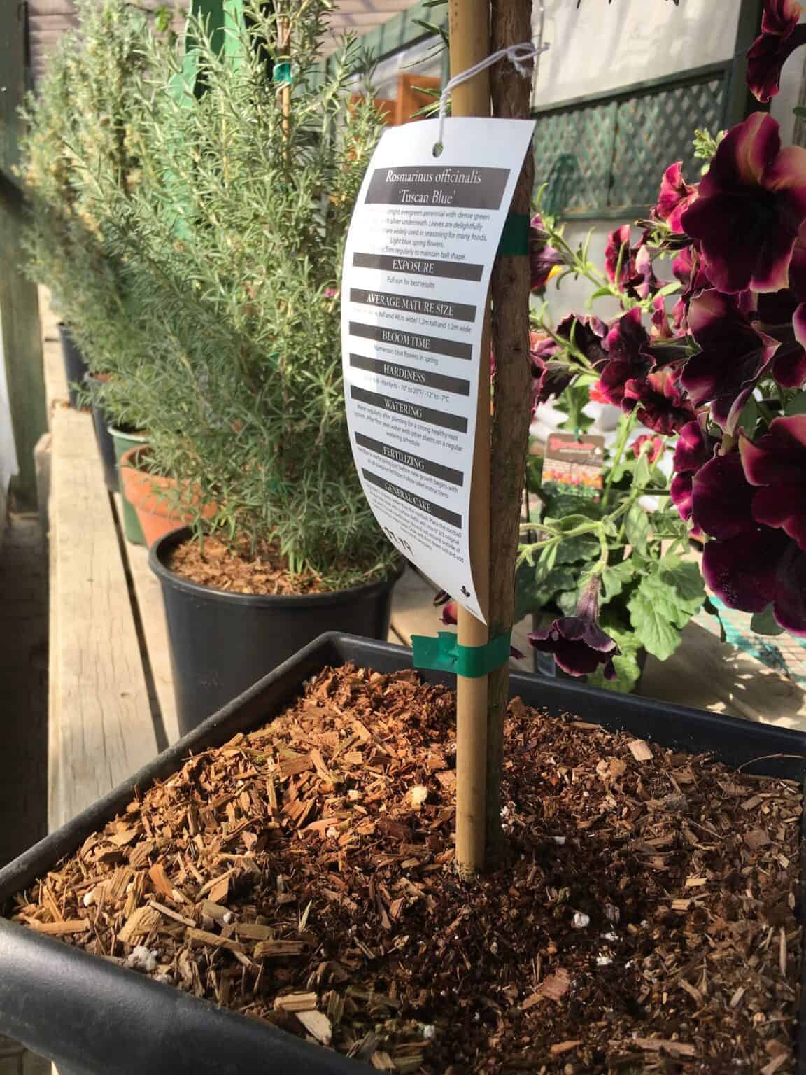 Growing a thriving rosemary tree 🌿 🎄 Learn the best tips and practices!