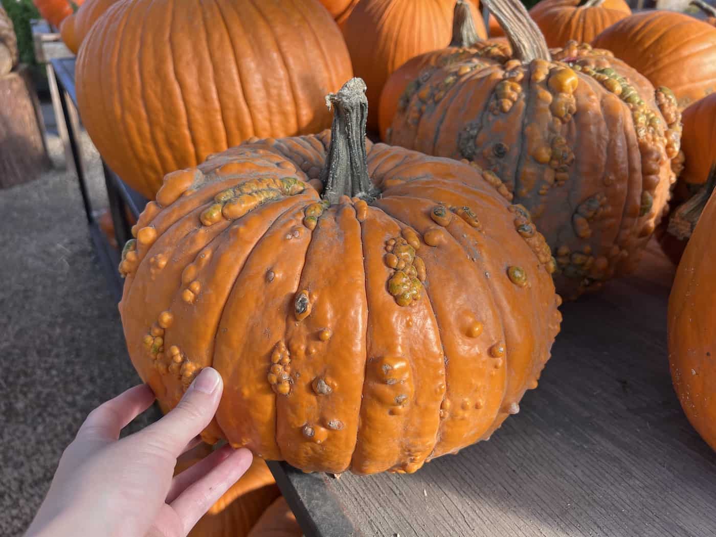 Decorative pumpkins 🎃 🍂 Unleash your creativity this fall!