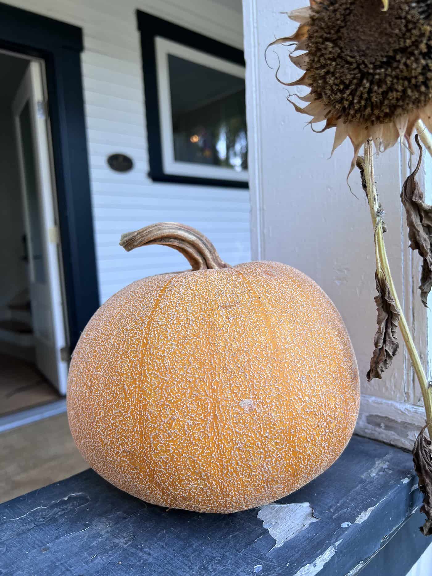 Decorative pumpkins 🎃 🍂 Unleash your creativity this fall!