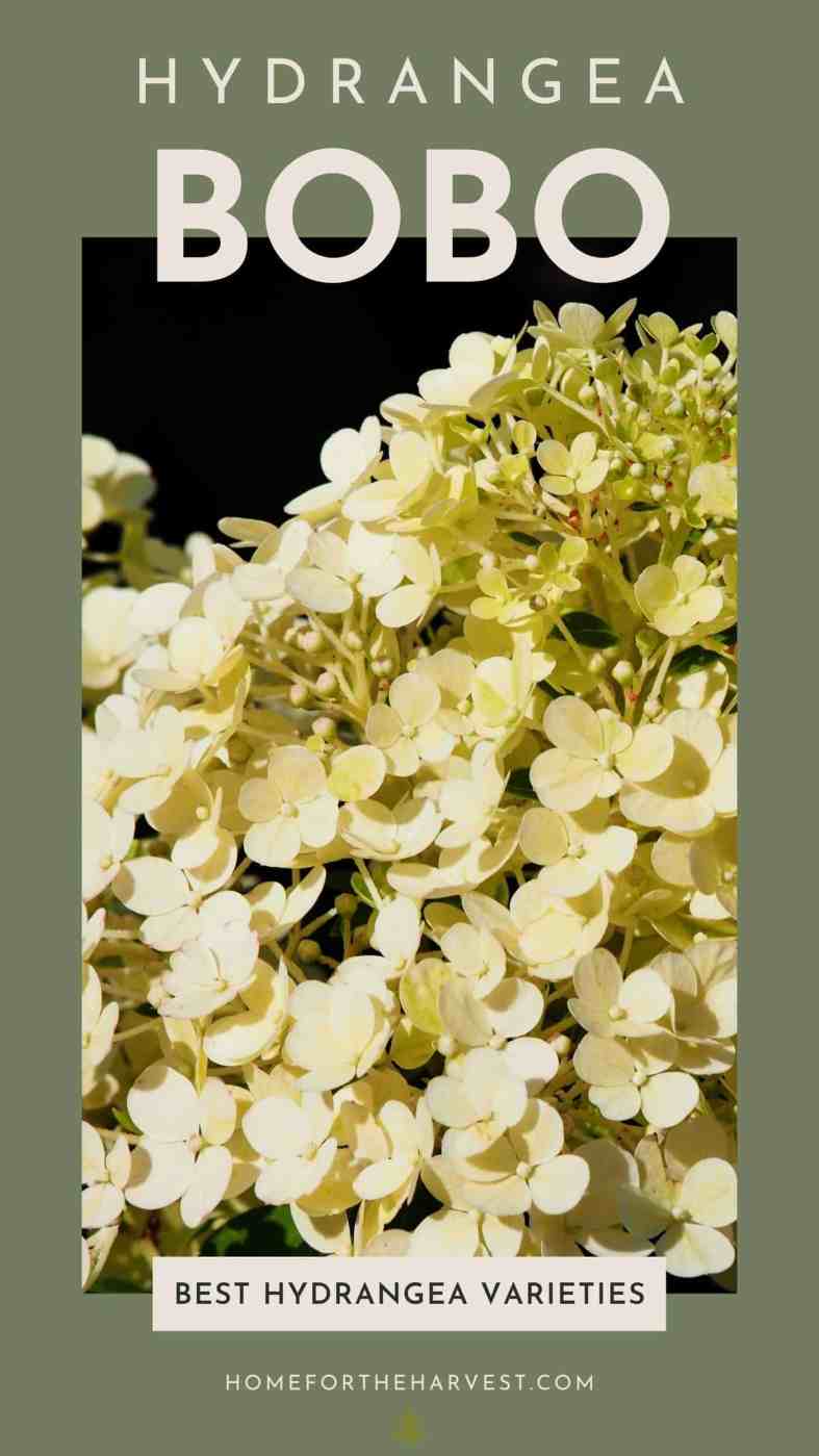 Bobo Hydrangea: Low-Maintenance Dwarf Panicle Hydrangeas