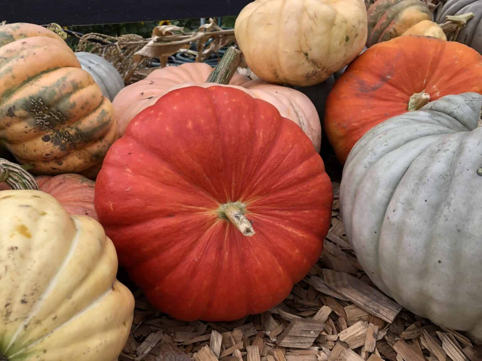 Ornamental pumpkins make fall festive 🍂 🎃 BEST varieties and uses!