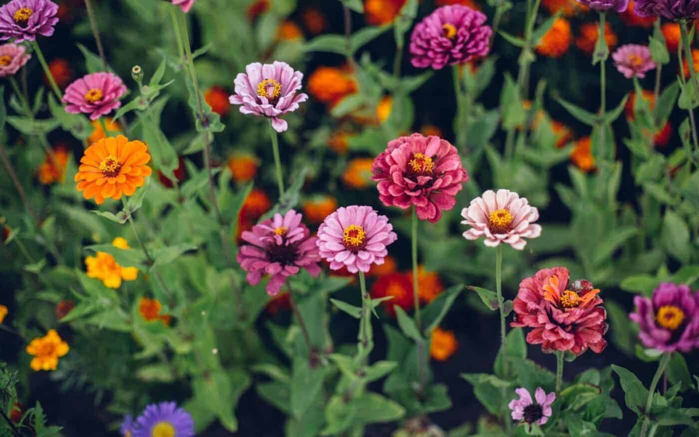 15 fall flowers 🌼 🌹 to add autumnal color to your garden