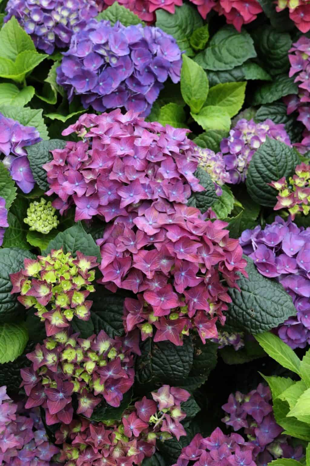 Hydrangea macrophylla 🌺 🌿 Discover the beauty and care tips!