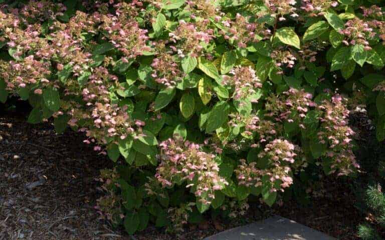 Little Quick Fire hydrangea 🌿 🌸 Unlock the secrets to vibrant blooms!