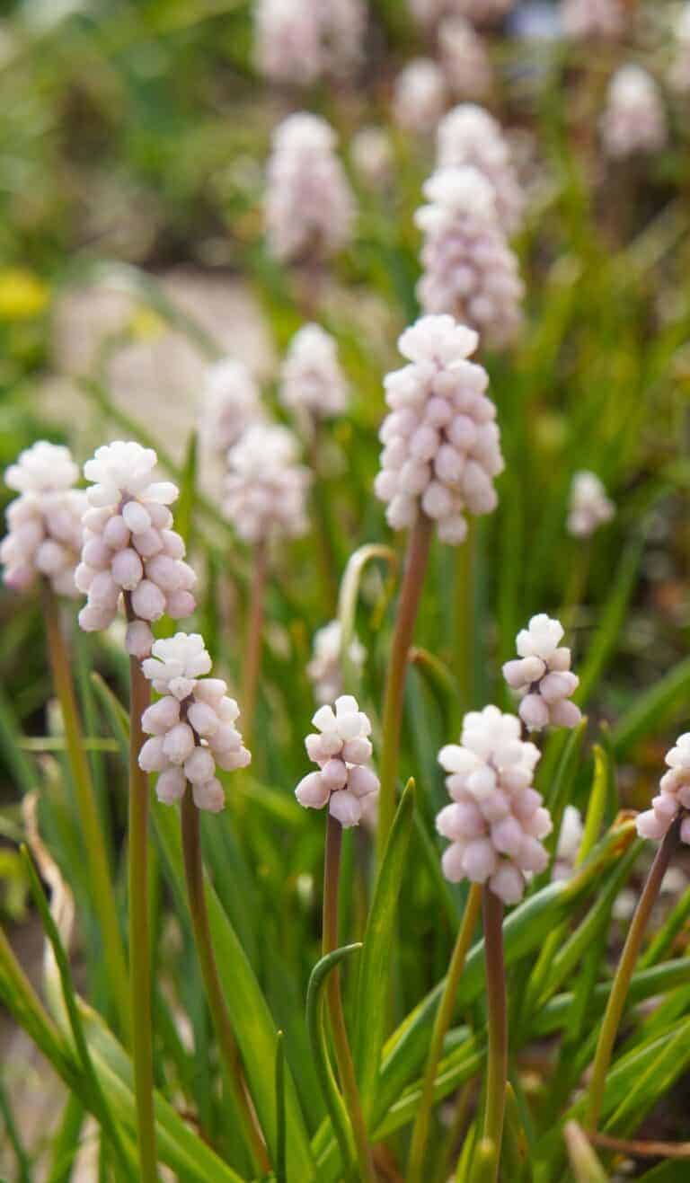 Muscari Pink Sunrise 💗 🌅 Unlock the secrets to vibrant blooms!