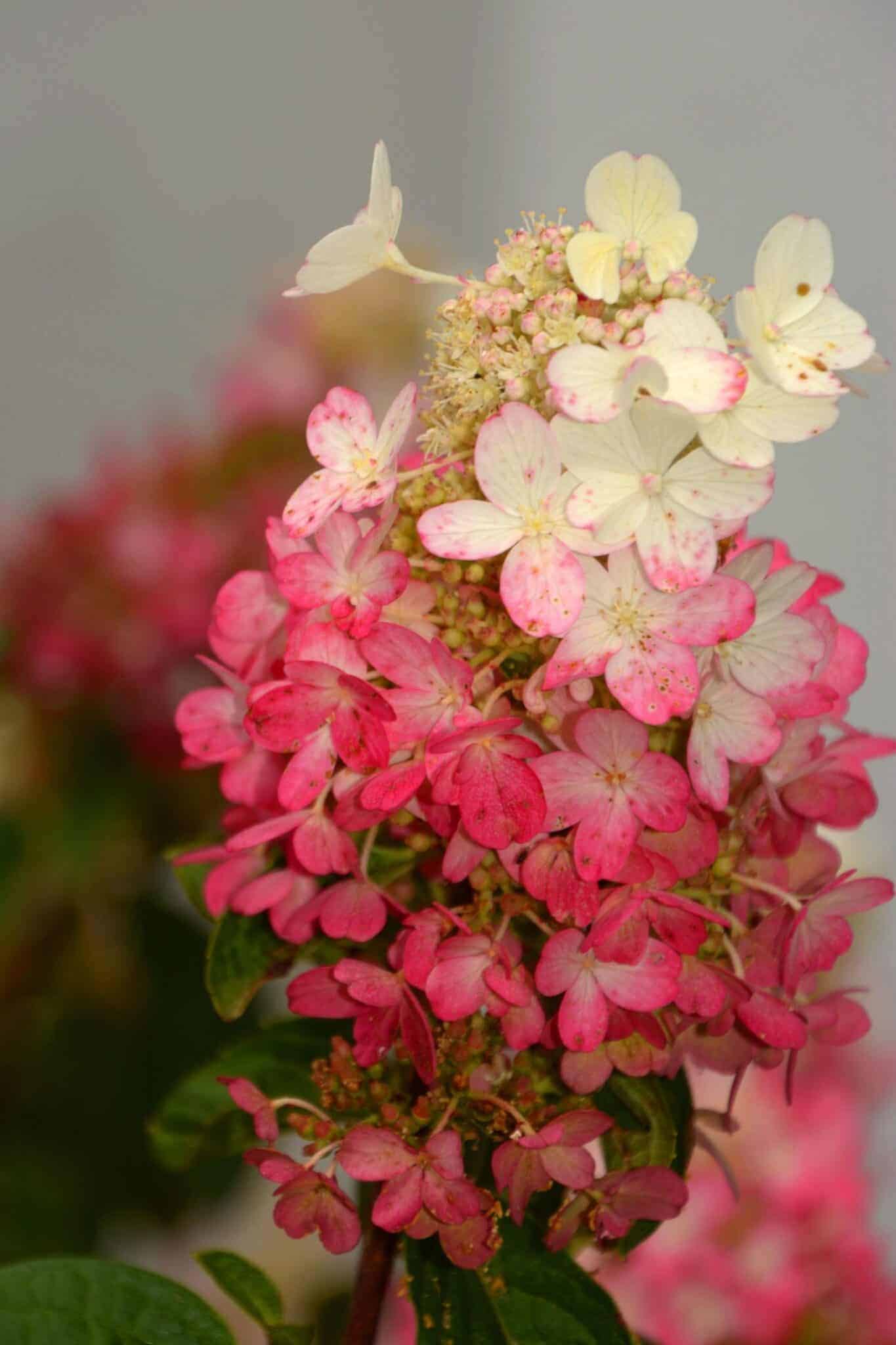 Pinky Winky hydrangea 🌿 🌸 Unlock your garden's potential!