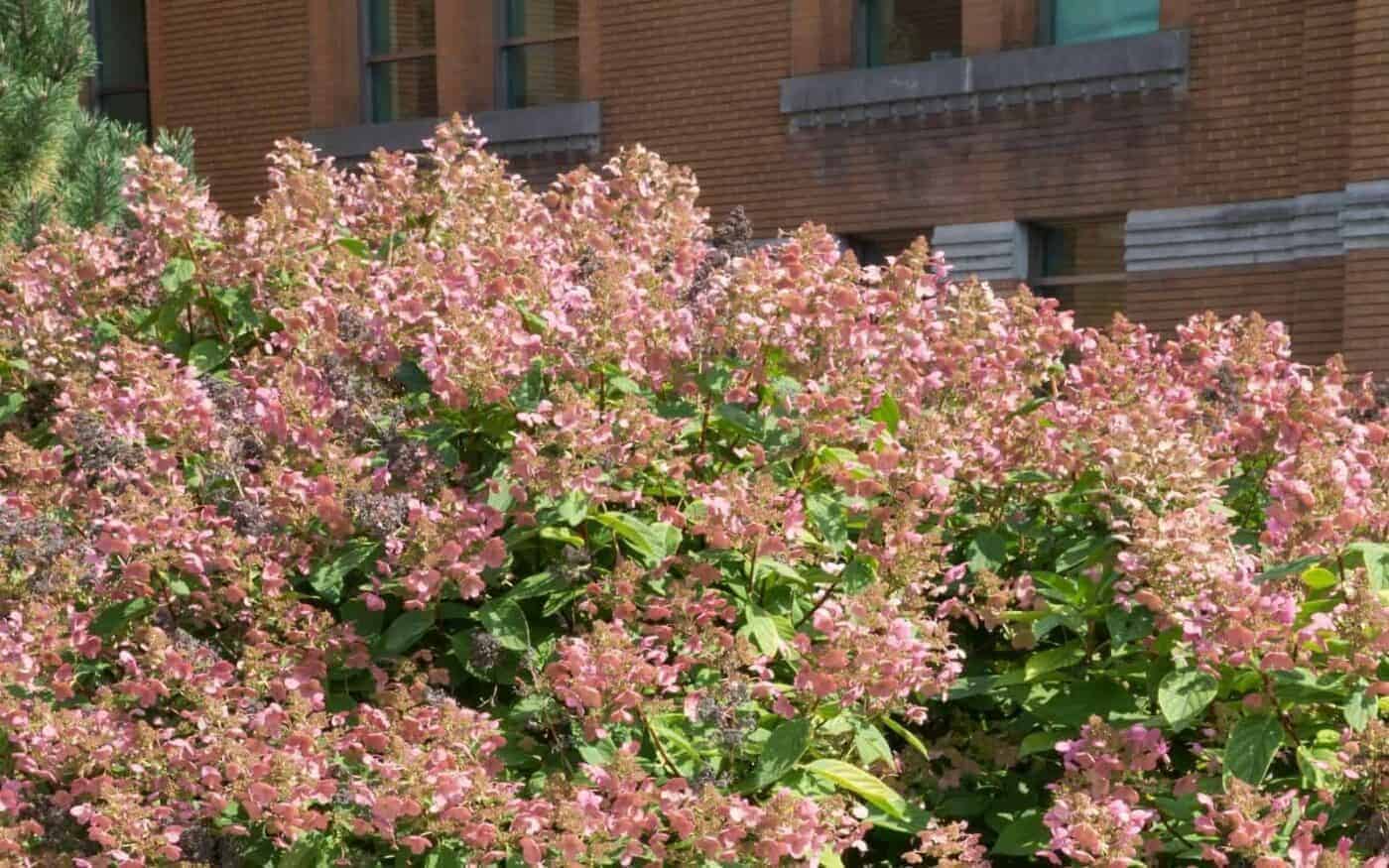 Quick Fire hydrangea 🌿 🌸 Unlock the keys to vibrant blooms!