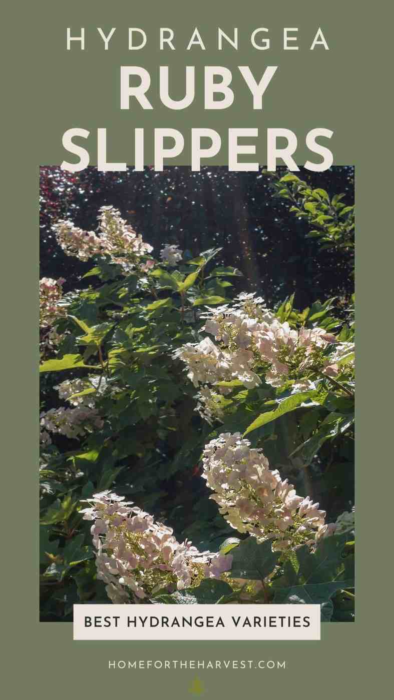 Ruby Slippers Hydrangea: A Flowering Oakleaf With Vibrant Fall Color