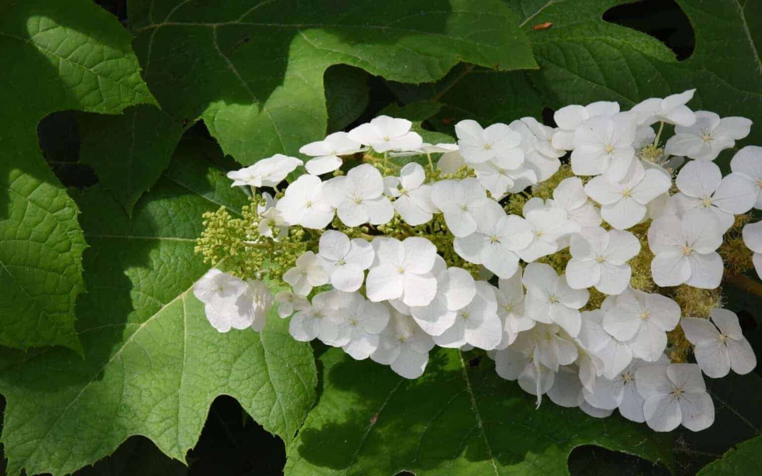 Ruby Slippers hydrangea 🌿 🌸 Uncover the secrets to a thriving plant!