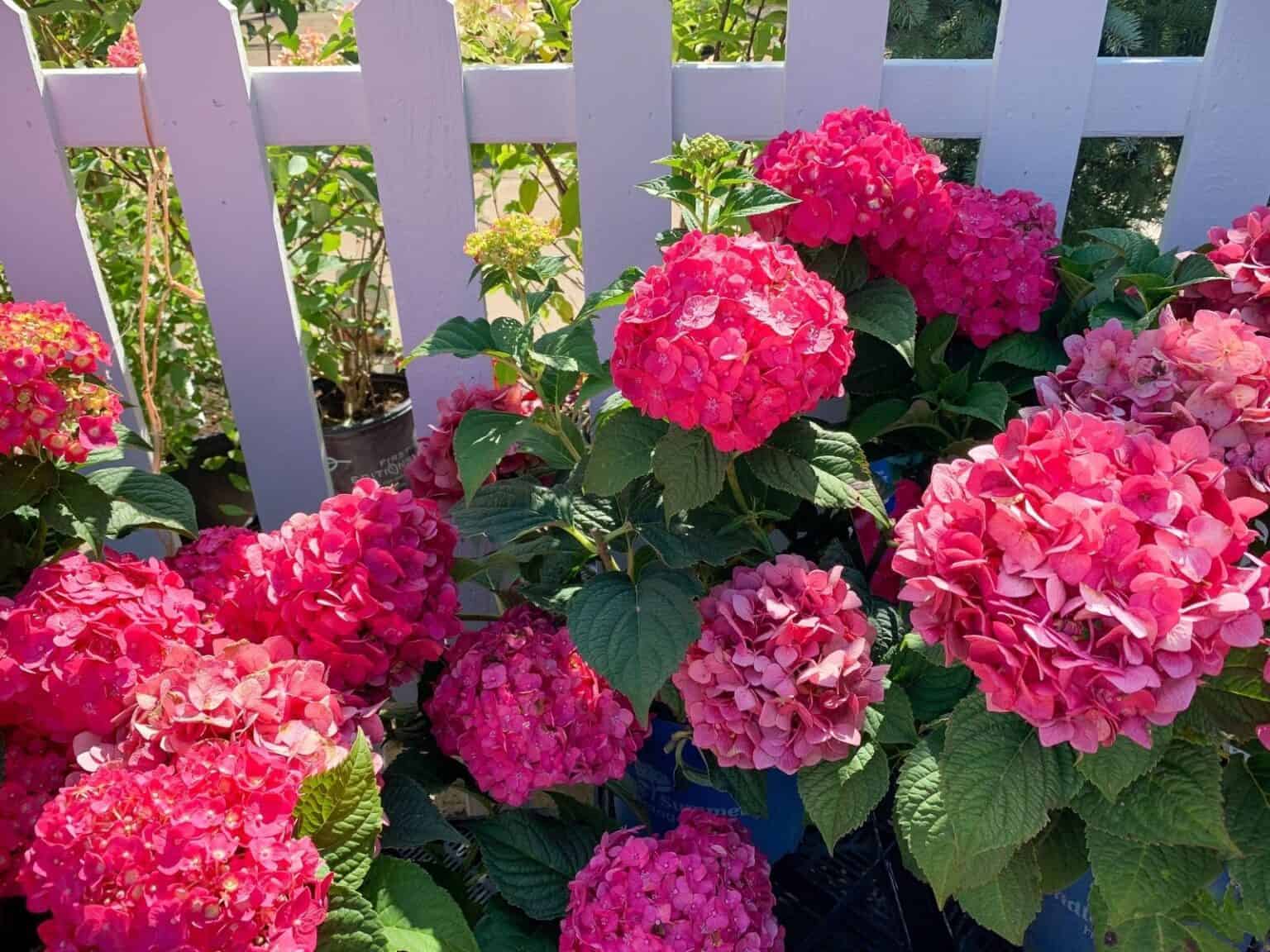15 popular hydrangea varieties to consider planting | Home for the Harvest