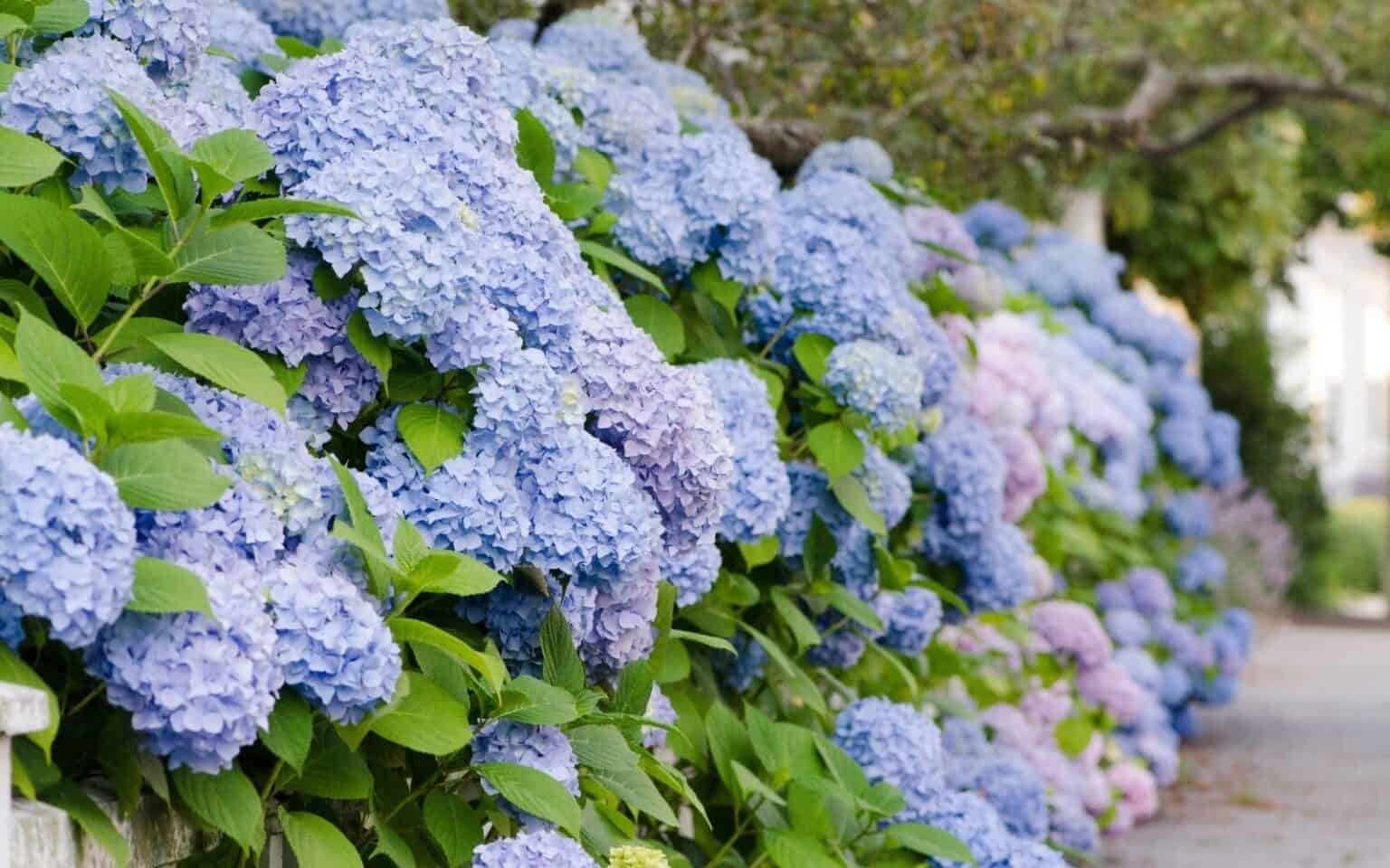 Types of hydrangeas 🌿 🌸 Find the perfect one for your garden!