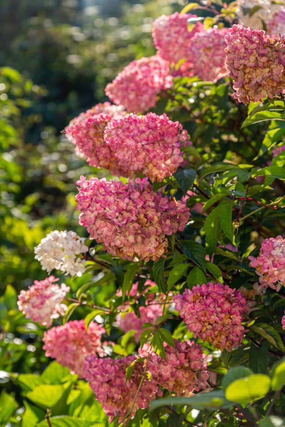 Vanilla Strawberry hydrangea 🌺 🌿 🍓 Discover the secret to vibrant blossoms!