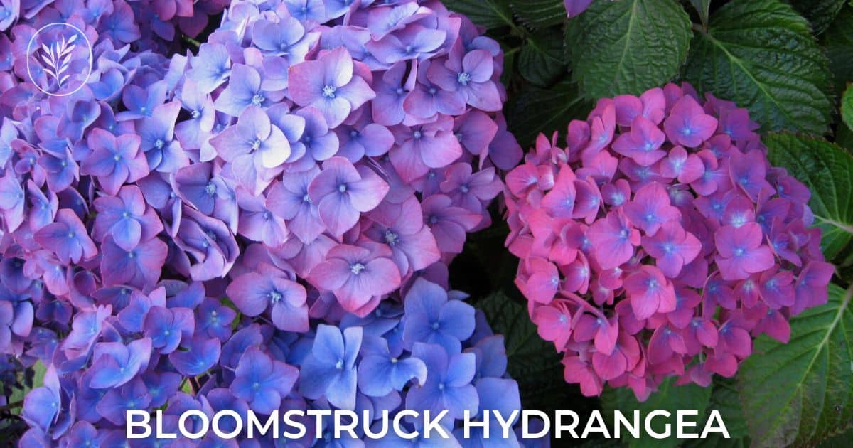 Bloomstruck hydrangea 🌸 🍃 Unlock a garden full of vibrant colors!