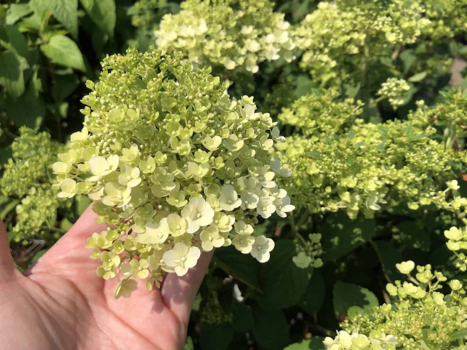 Bobo hydrangea 🌿 🌸 Uncover the secrets to thriving blooms!