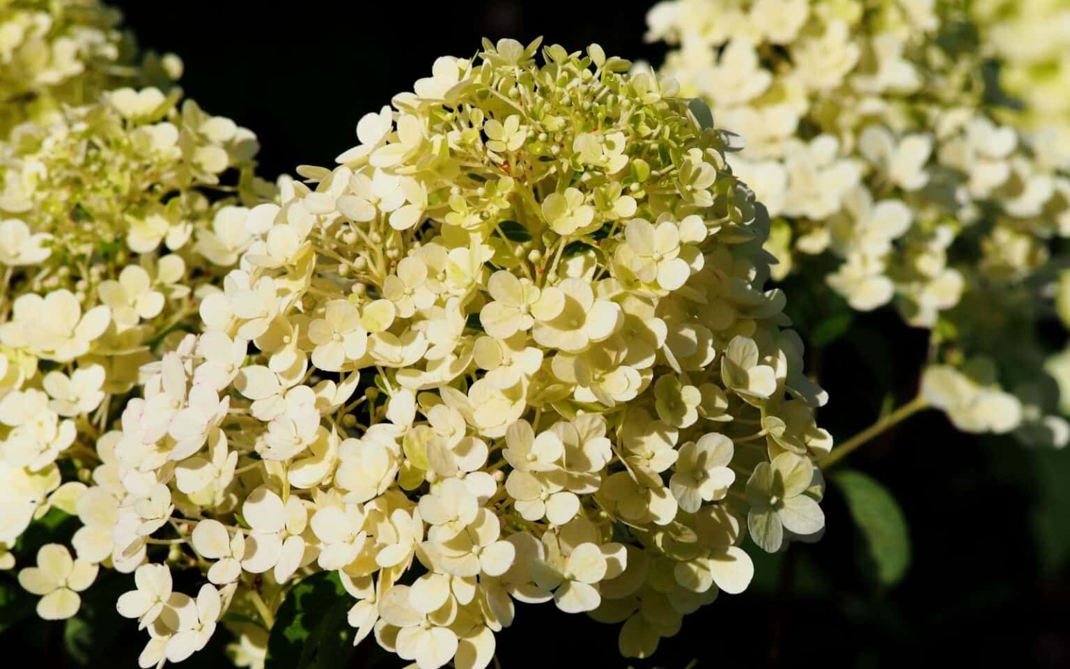 Bobo hydrangea 🌿 🌸 Uncover the secrets to thriving blooms!