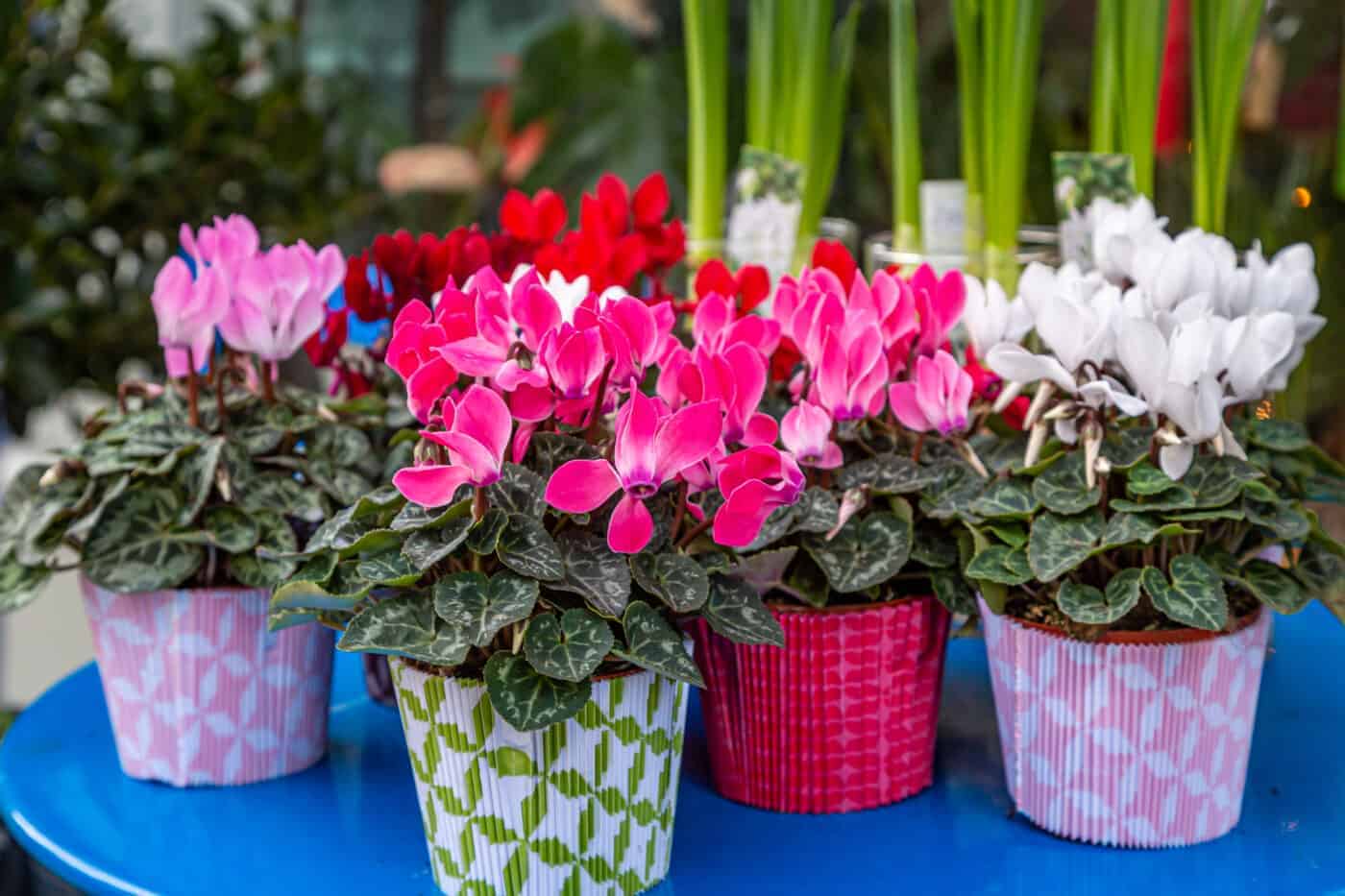 Cyclamen care guide 🌺 🌿 Uncover the secrets to nurturing these vibrant ...