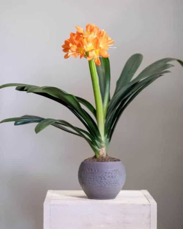 Clivia plant guide 🌸 🌿 Unlock the secrets to growing vibrant, colorful ...