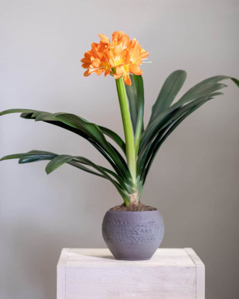 Clivia plant guide 🌸 🌿 Unlock the secrets to growing vibrant, colorful ...
