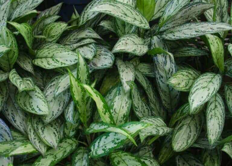 Chinese evergreen 🌿 🇨🇳 Unlock the secrets to growing this versatile and ...