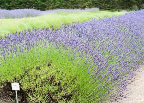 Types of lavender 💜 🌱 Learn the species and their top cultivars