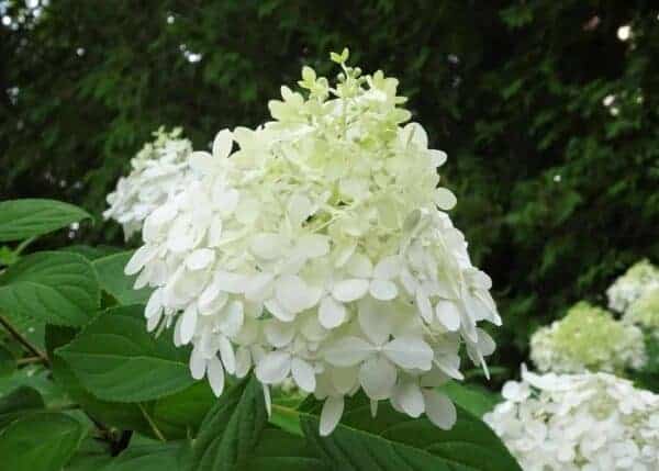 Limelight hydrangea 💚 🌱 Transform your garden with this stunning, easy ...