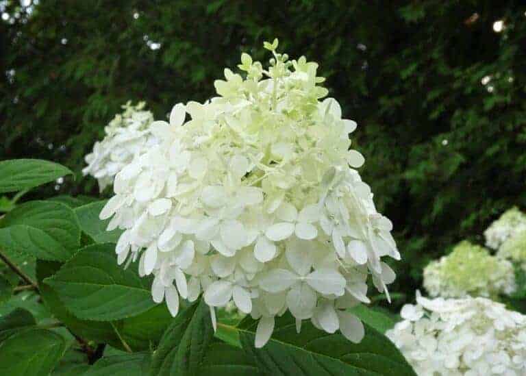 Limelight hydrangea 💚 🌱 Transform your garden with this stunning, easy ...