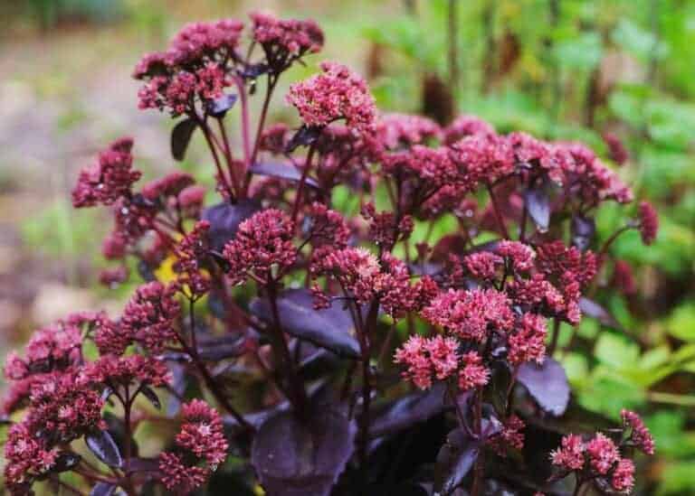 20+ sedum varieties to enhance your garden 🌿 🌸 TOP picks and hardy options