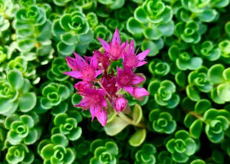 20+ sedum varieties to enhance your garden 🌿 🌸 TOP picks and hardy options