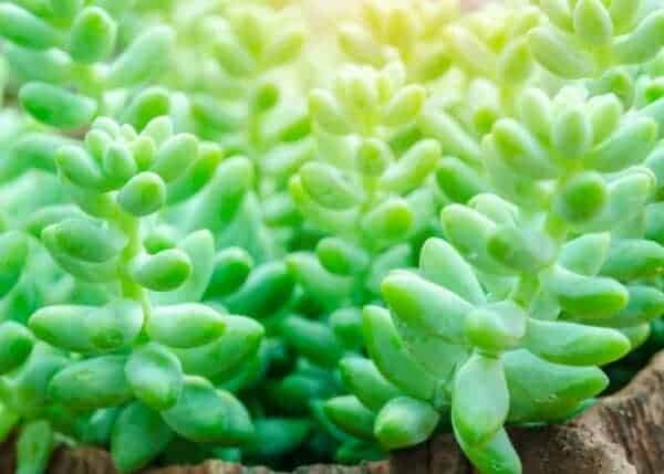 20+ sedum varieties to enhance your garden 🌿 🌸 TOP picks and hardy options