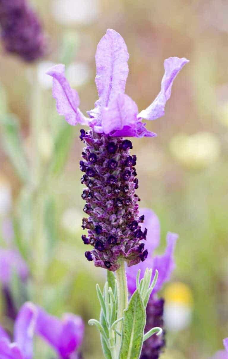 Spanish lavender care 💜 🌿 Uncover the secrets to a fragrant and ...