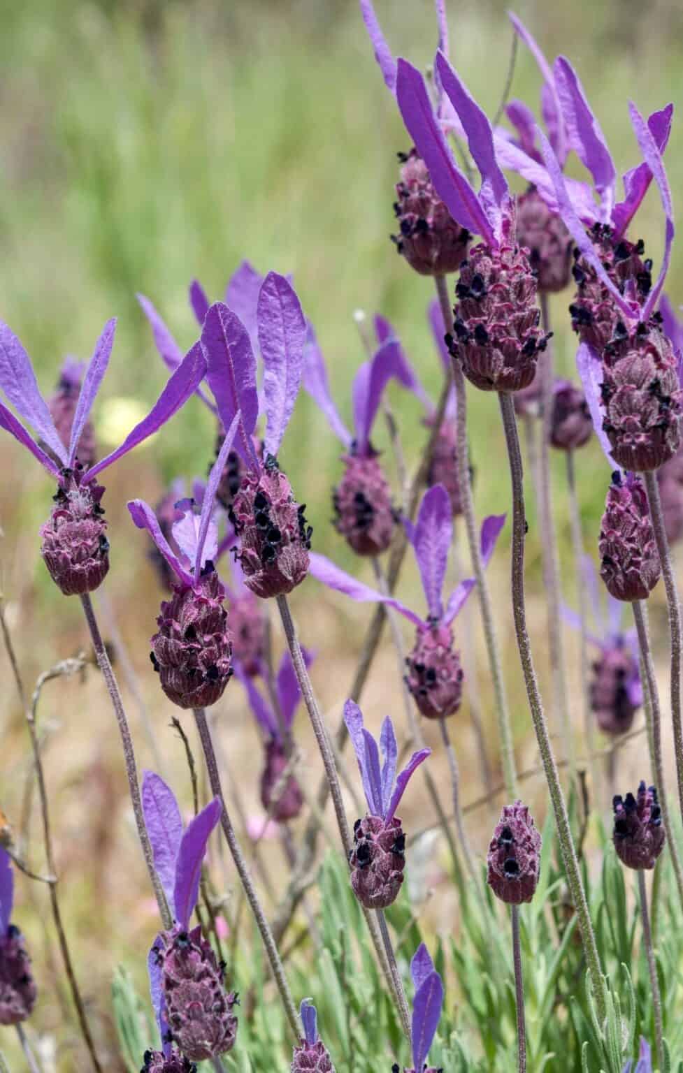 Spanish lavender care 💜 🌿 Uncover the secrets to a fragrant and ...