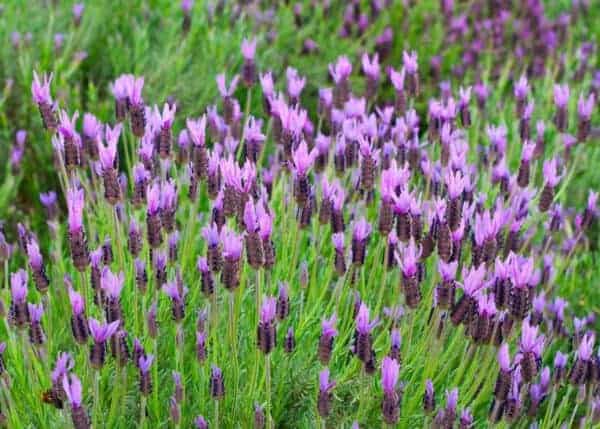 Spanish lavender care 💜 🌿 Uncover the secrets to a fragrant and ...