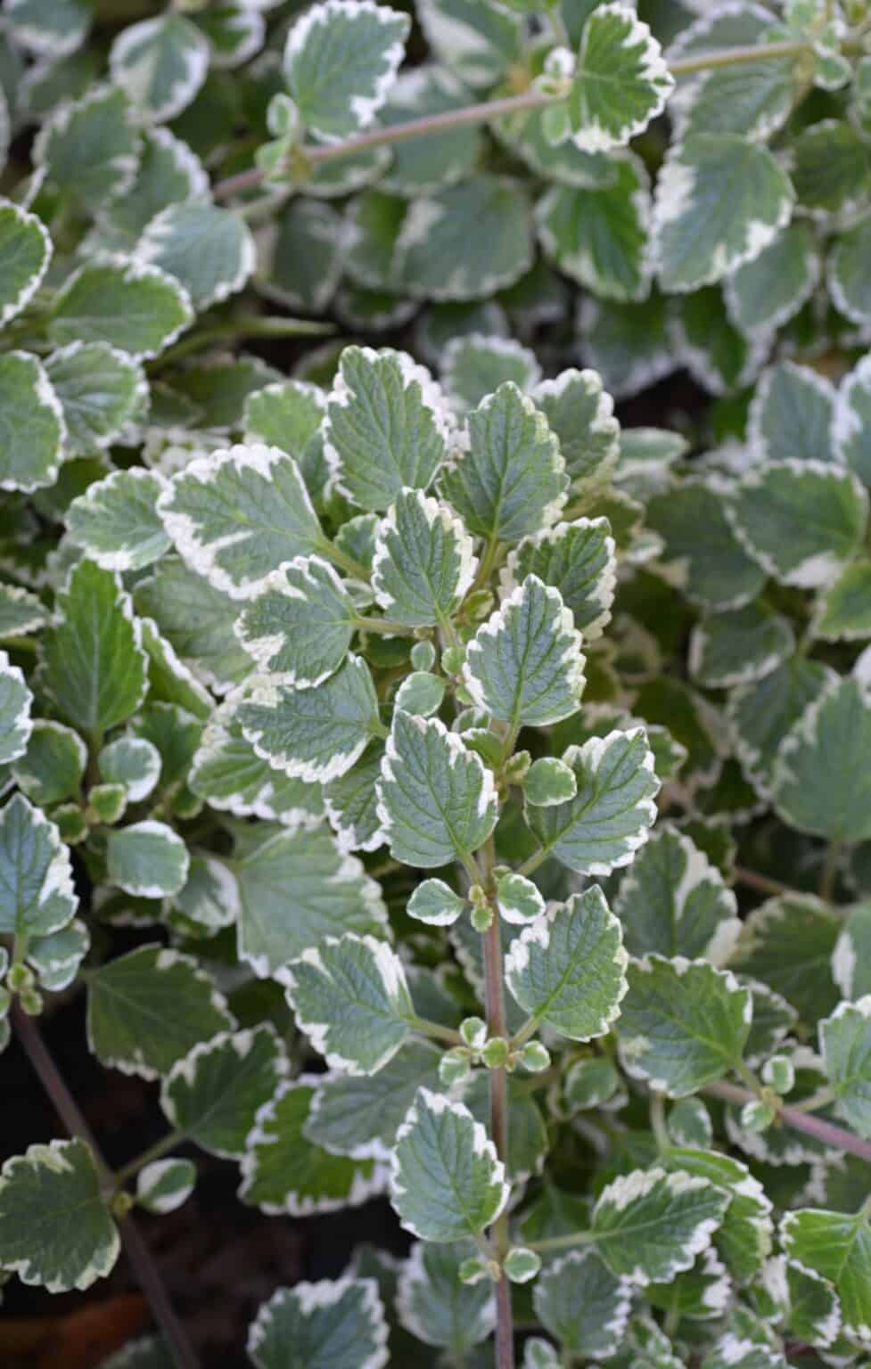Swedish ivy ???? ???????? Uncover the secrets to keeping this popular ...