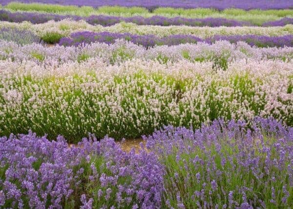 Types of lavender 💜 🌱 Learn the species and their top cultivars