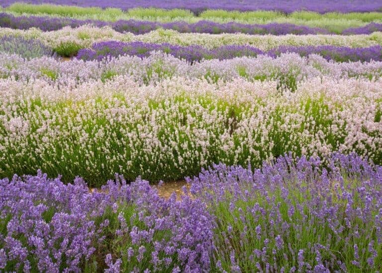 Types of lavender 💜 🌱 Learn the species and their top cultivars