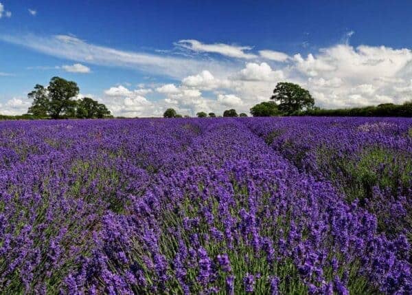 Types of lavender 💜 🌱 Learn the species and their top cultivars