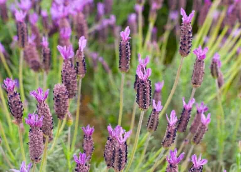 Types of lavender 💜 🌱 Learn the species and their top cultivars