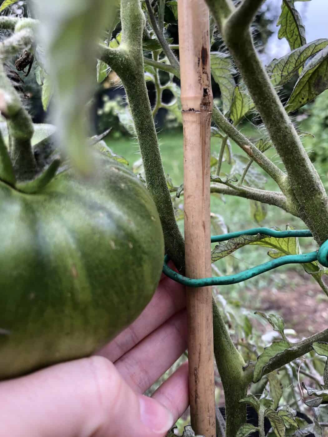 Tomato stakes