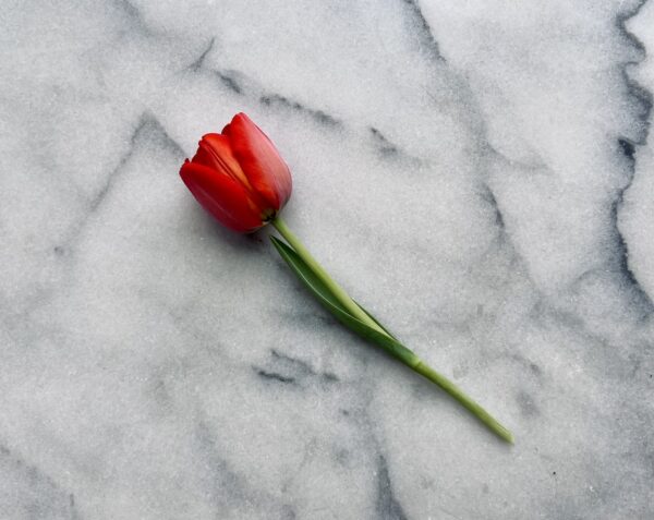 30 red tulips ️ ???? BEST varieties for gardens and bouquets!