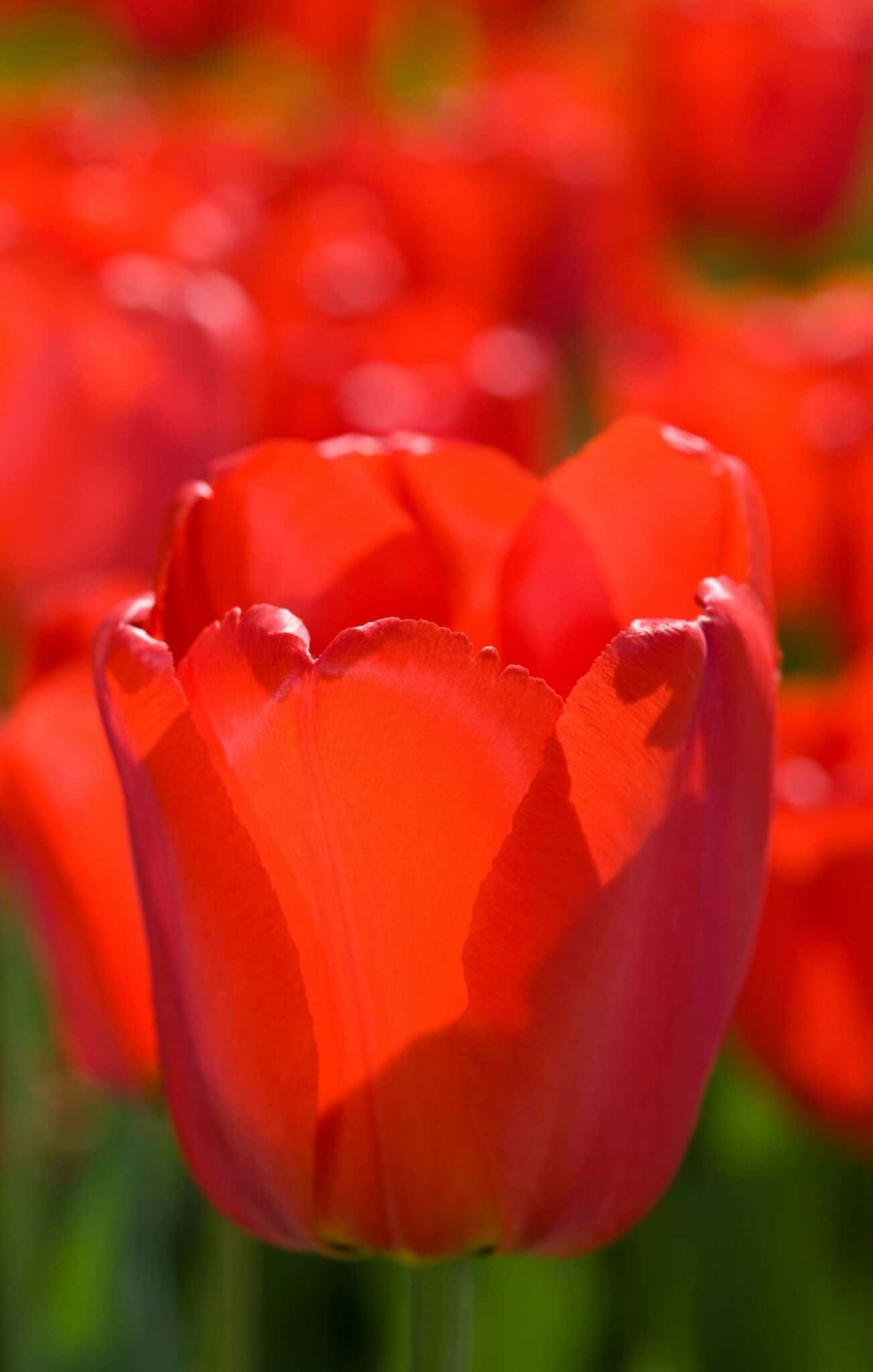 21 tulip varieties 🌷 💡 Uncover the stunning diversity of this beloved ...