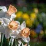 15+ pink daffodils 🌸 🌼 Discover the beauty and uniqueness of these ...