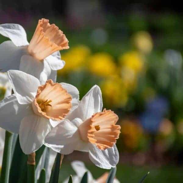 15+ pink daffodils 🌸 🌼 Discover the beauty and uniqueness of these ...