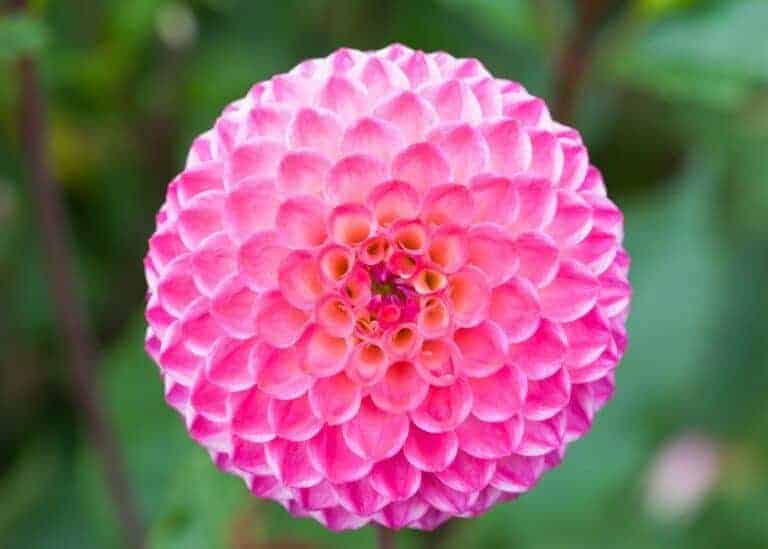 25+ types of dahlias 🌸 🌼 Dive into the diversity and beauty of this ...