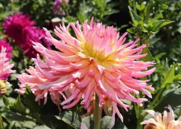 25+ types of dahlias 🌸 🌼 Dive into the diversity and beauty of this ...