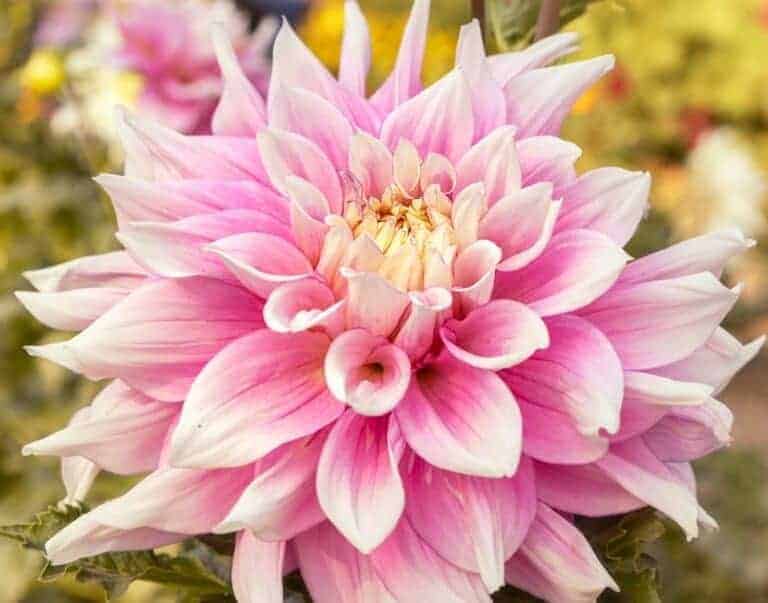 25 dahlia varieties to adore 💐 🌟 A comprehensive guide to these ...