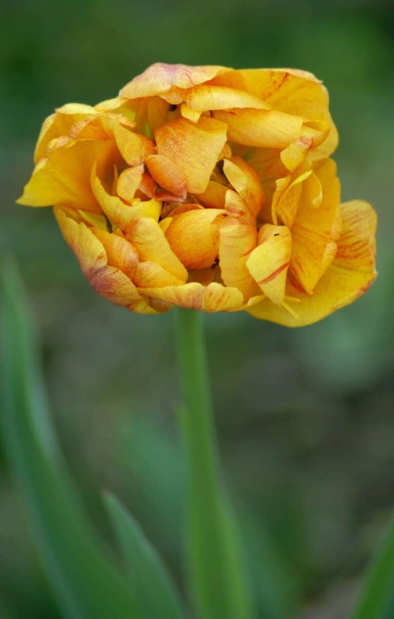 Double tulips 🌷 💮 Uncover the beauty and uniqueness of these blooms!