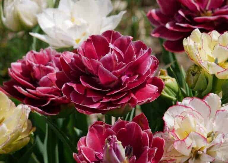 Double tulips 🌷 💮 Uncover the beauty and uniqueness of these blooms!