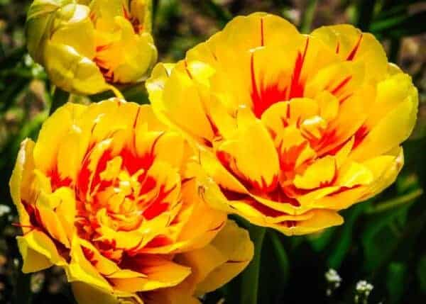 Double tulips 🌷 💮 Uncover the beauty and uniqueness of these blooms!