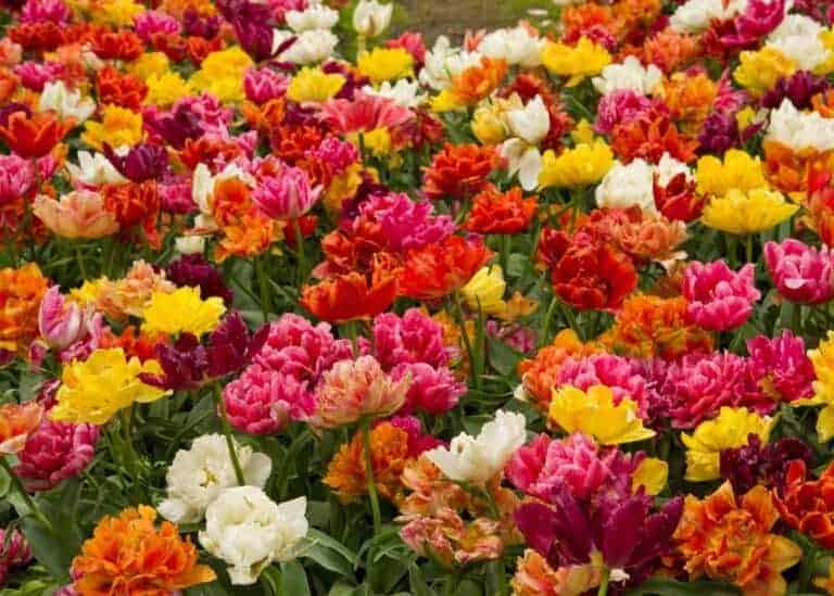 Bulb Fertilizer: A Gardener's Guide To Flower Bulb Plant Food