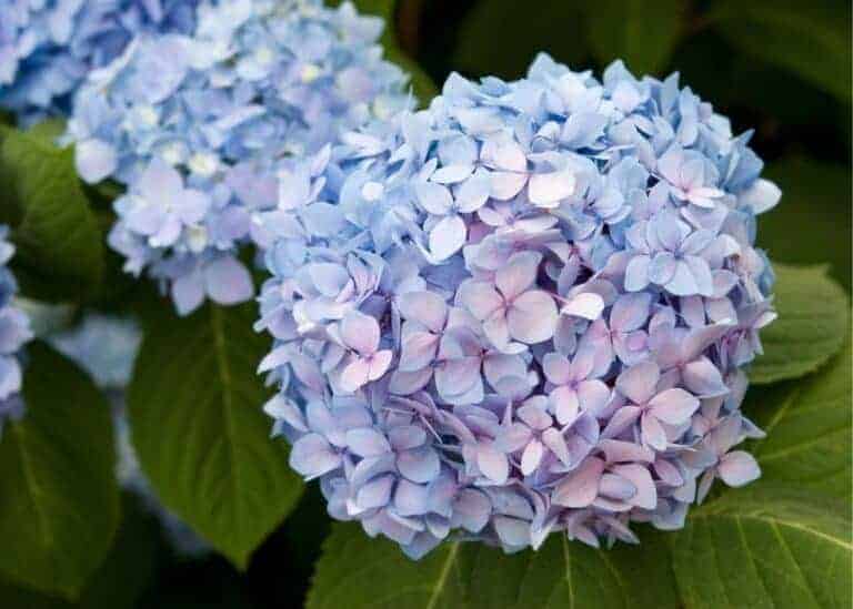 Endless Summer hydrangea 🌸 🌿 Unlock the secrets to vibrant, long ...